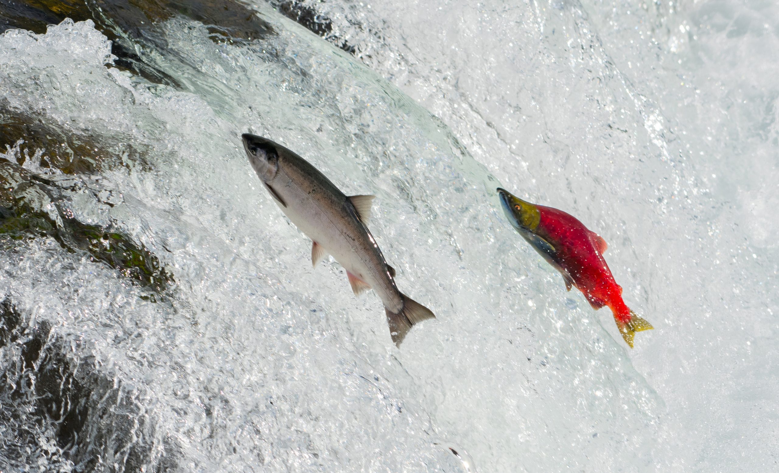 Alaska Salmon: The Super Seafood - Health & Wellbeing