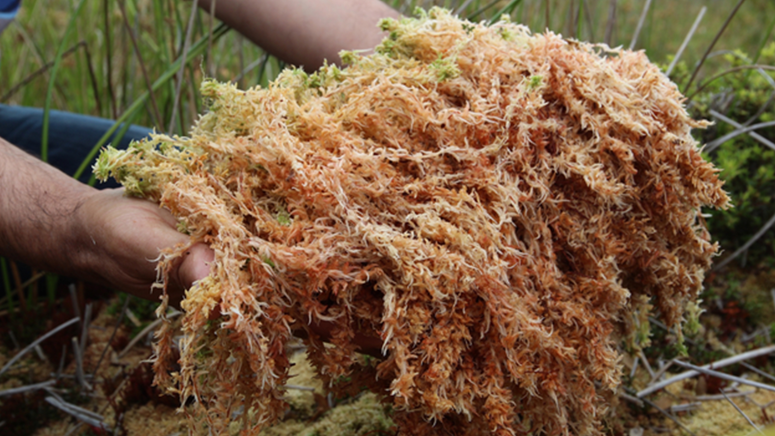 Best Sea Moss UK: The Top 6